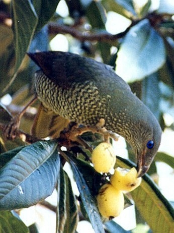 Female Bower Bird on Kumquat tree