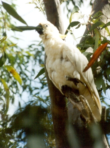 Left: A Sulphur-Crested Cockatoo with Beak & Feather disease, hopping ...