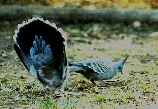 Crested Pigeons Courting
