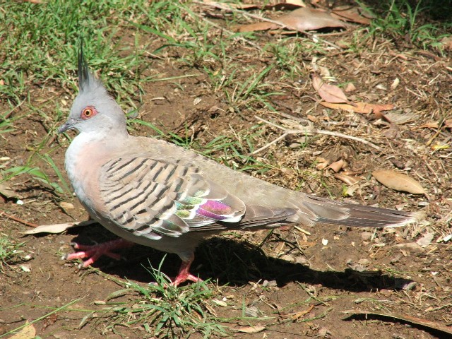 Crested Pigeon foraging for food