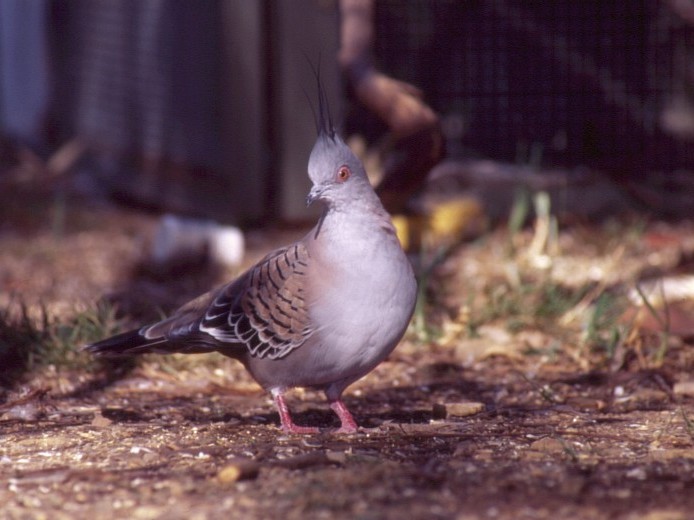 Crested Pigeon