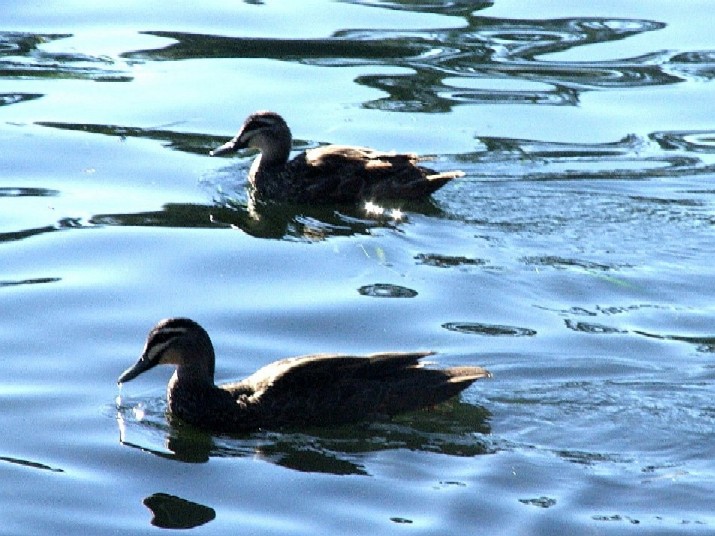 A pair of Pacific Black Ducks enjoying an afternoon swim