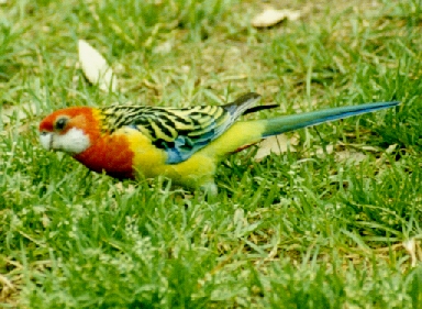Above: An Eastern Rosella having a feed on grass seeds.