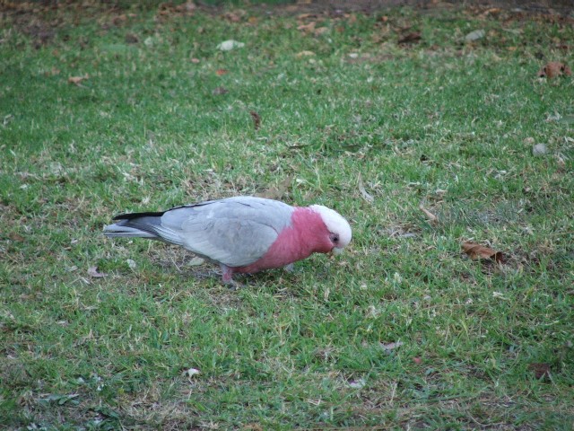 Galah on grass eating seeds