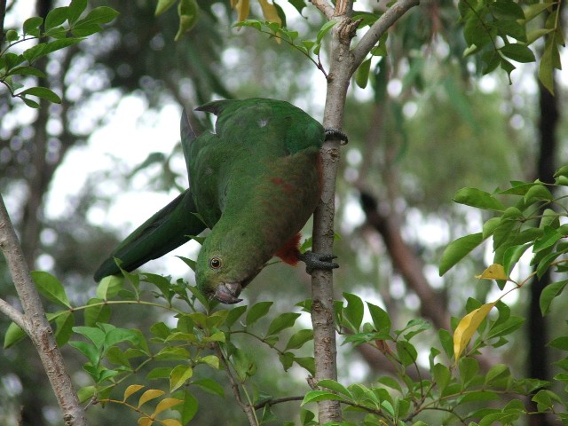 Above: A Female King Parrot looking for seeds on an Evergreen Ash tree.