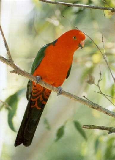 Male King Parrot on Branch