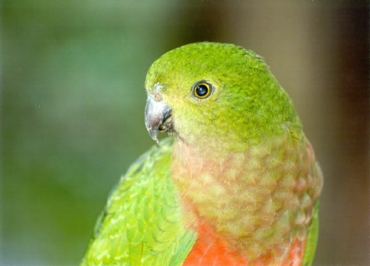 Female King Parrot