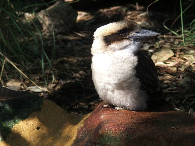 Kookaburra on rock