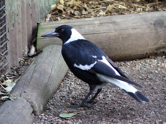 A Male Magpie listening to bugs